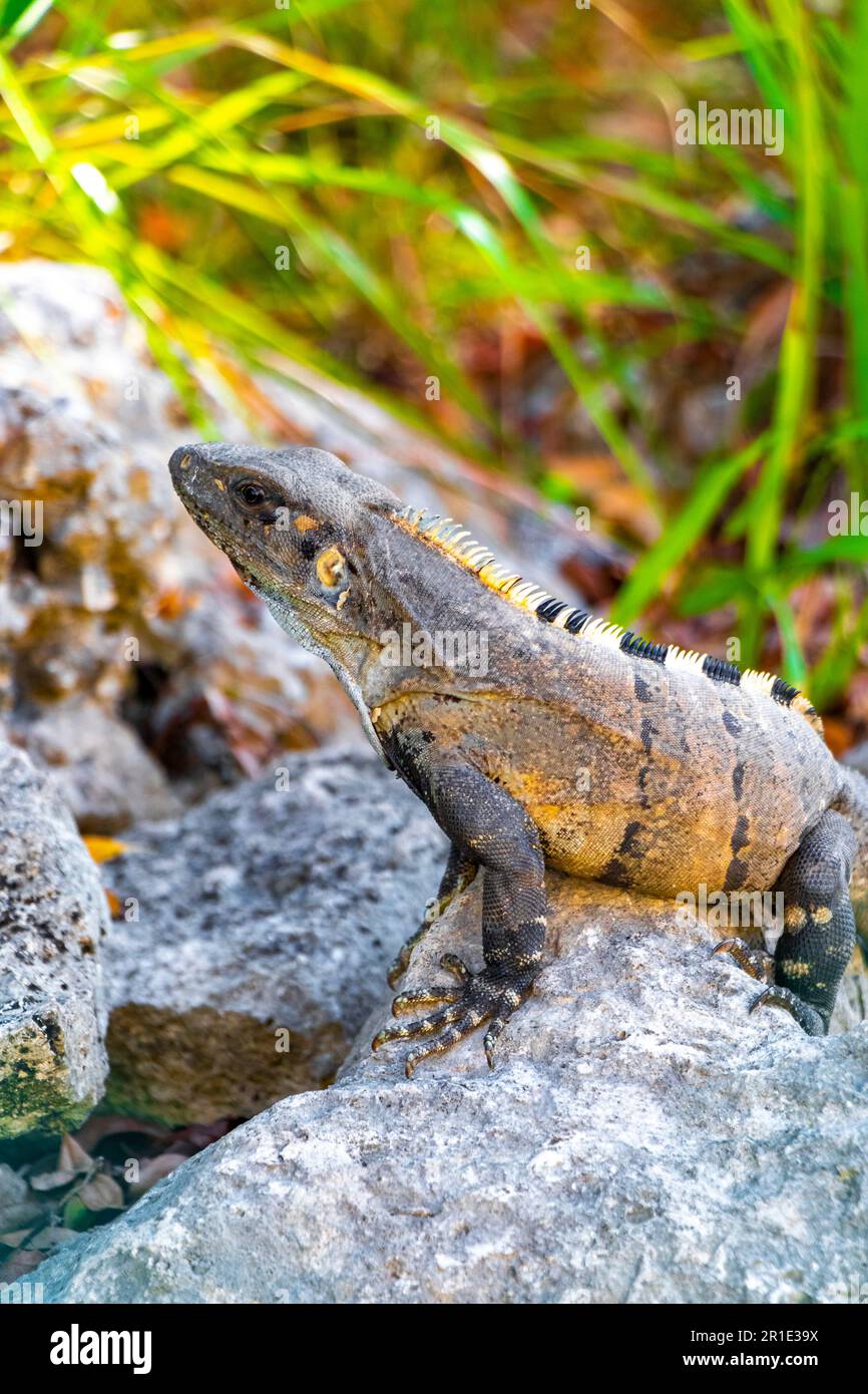 Huge Iguana gecko animal on rocks at the natural tropical jungle and ...