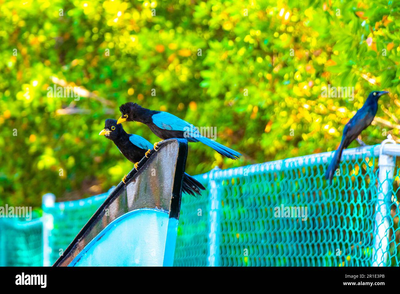 Yucatan jay bird birds in the tree trees in tropical jungle forest ...