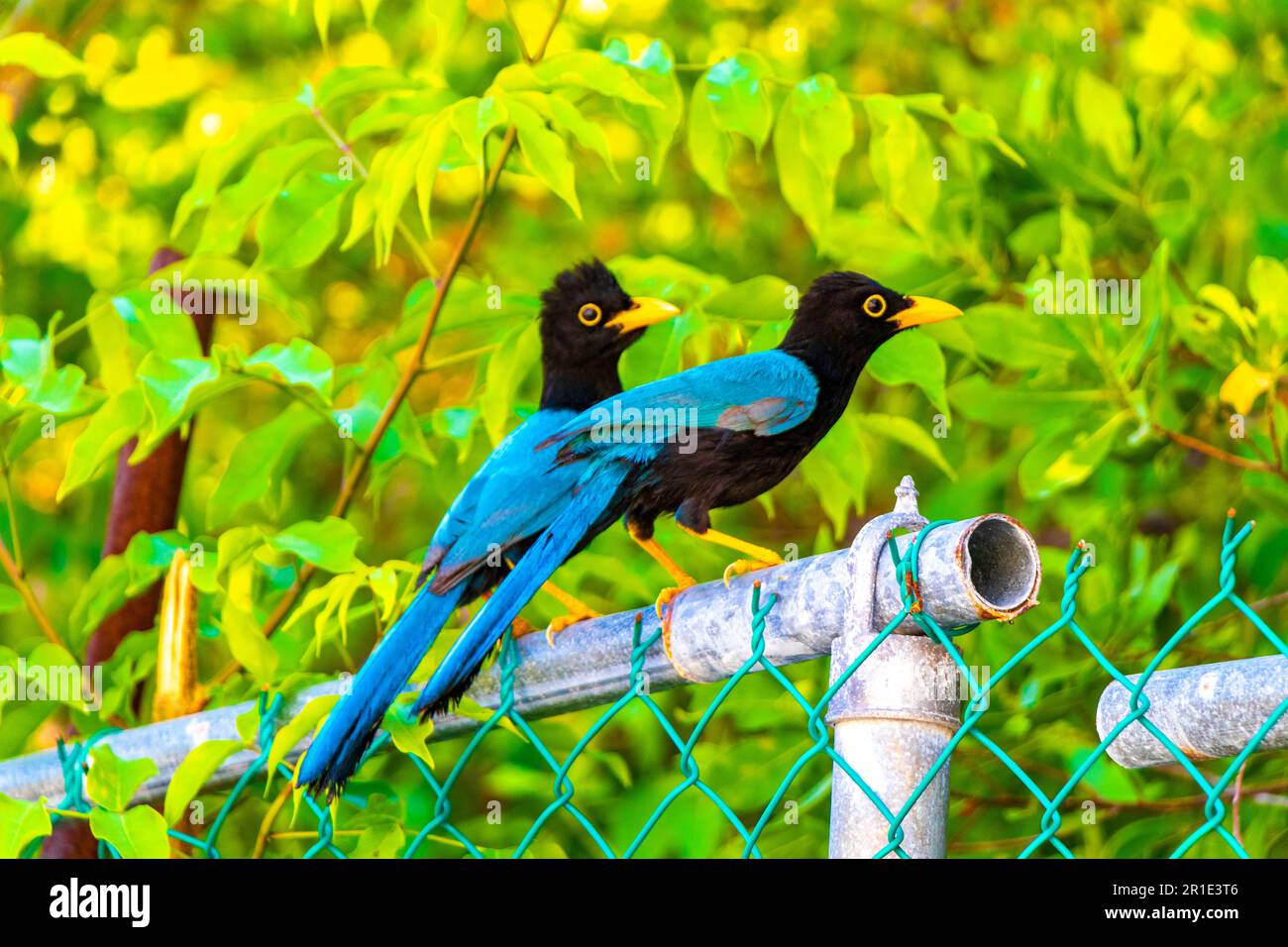 Yucatan jay bird birds in the tree trees in tropical jungle forest ...