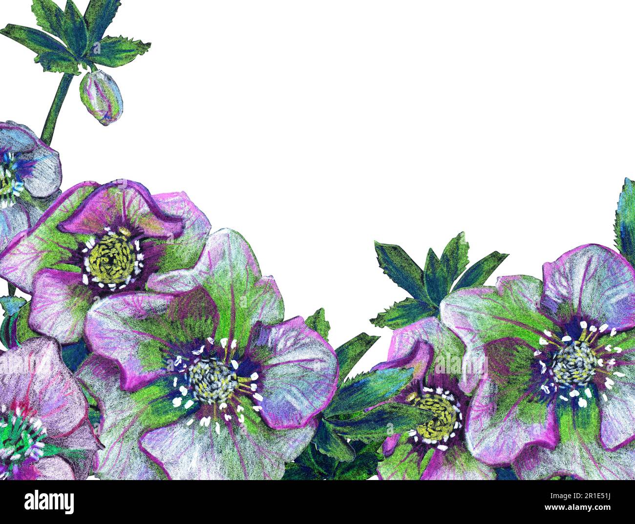 Hellebore flowers with leaves, buds and flowers. Hand-drawn with ...