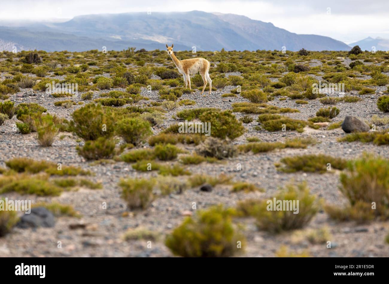 Guanaco vicuna in wild hi-res stock photography and images - Alamy
