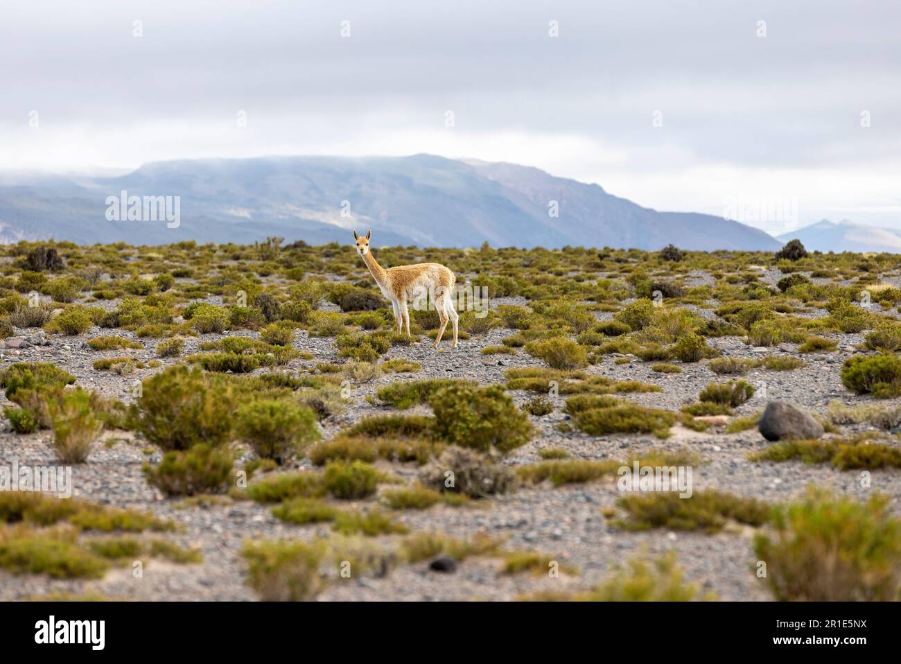 Vicuna in the remote Argentinian highlands - Traveling and exploring ...
