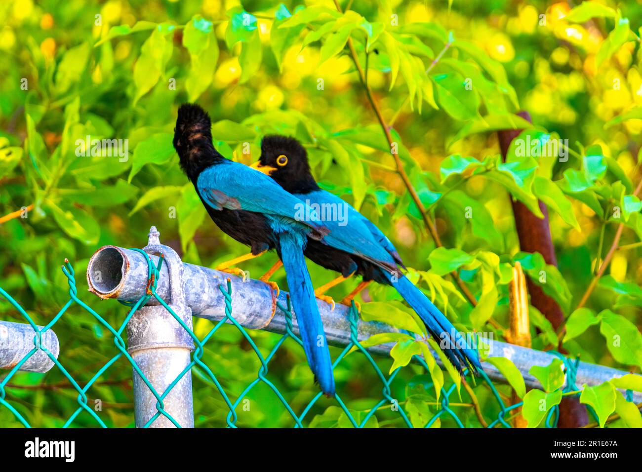 Yucatan jay bird birds in the tree trees in tropical jungle forest ...