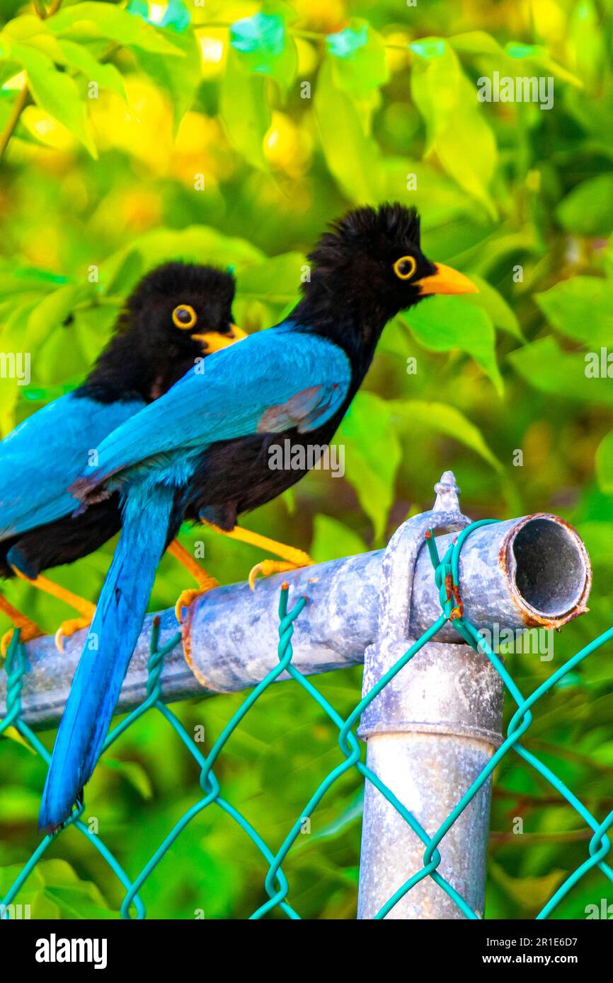 Yucatan jay bird birds in the tree trees in tropical jungle forest ...