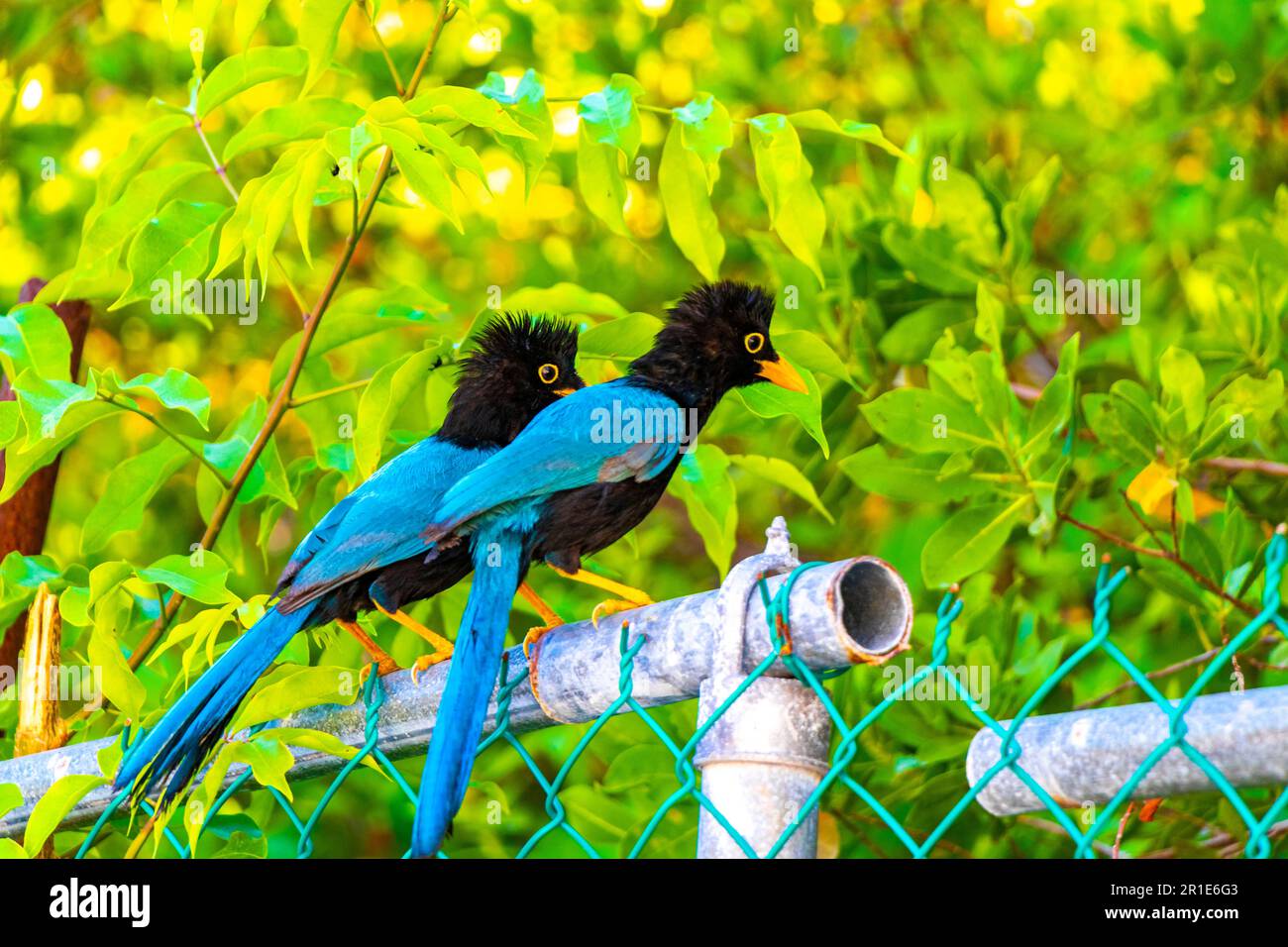 Yucatan jay bird birds in the tree trees in tropical jungle forest ...