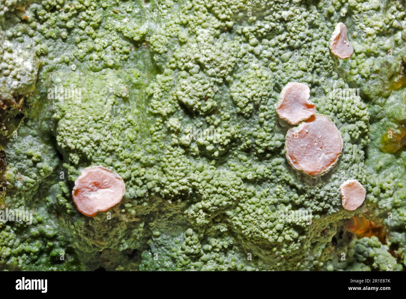 Lichen found in north wales hi-res stock photography and images - Alamy