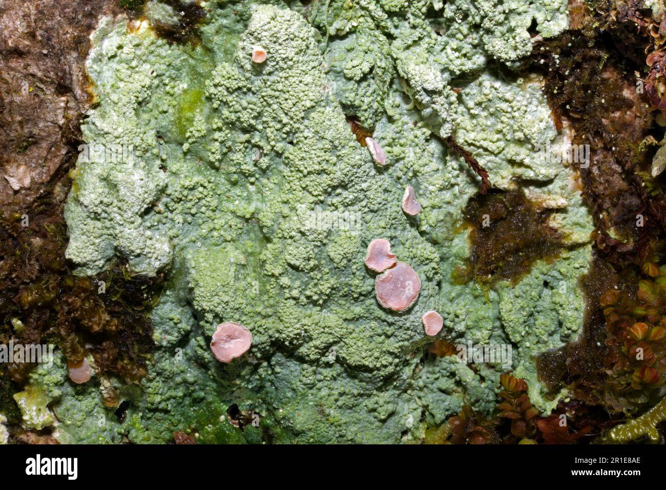 Candy lichen hi-res stock photography and images - Alamy