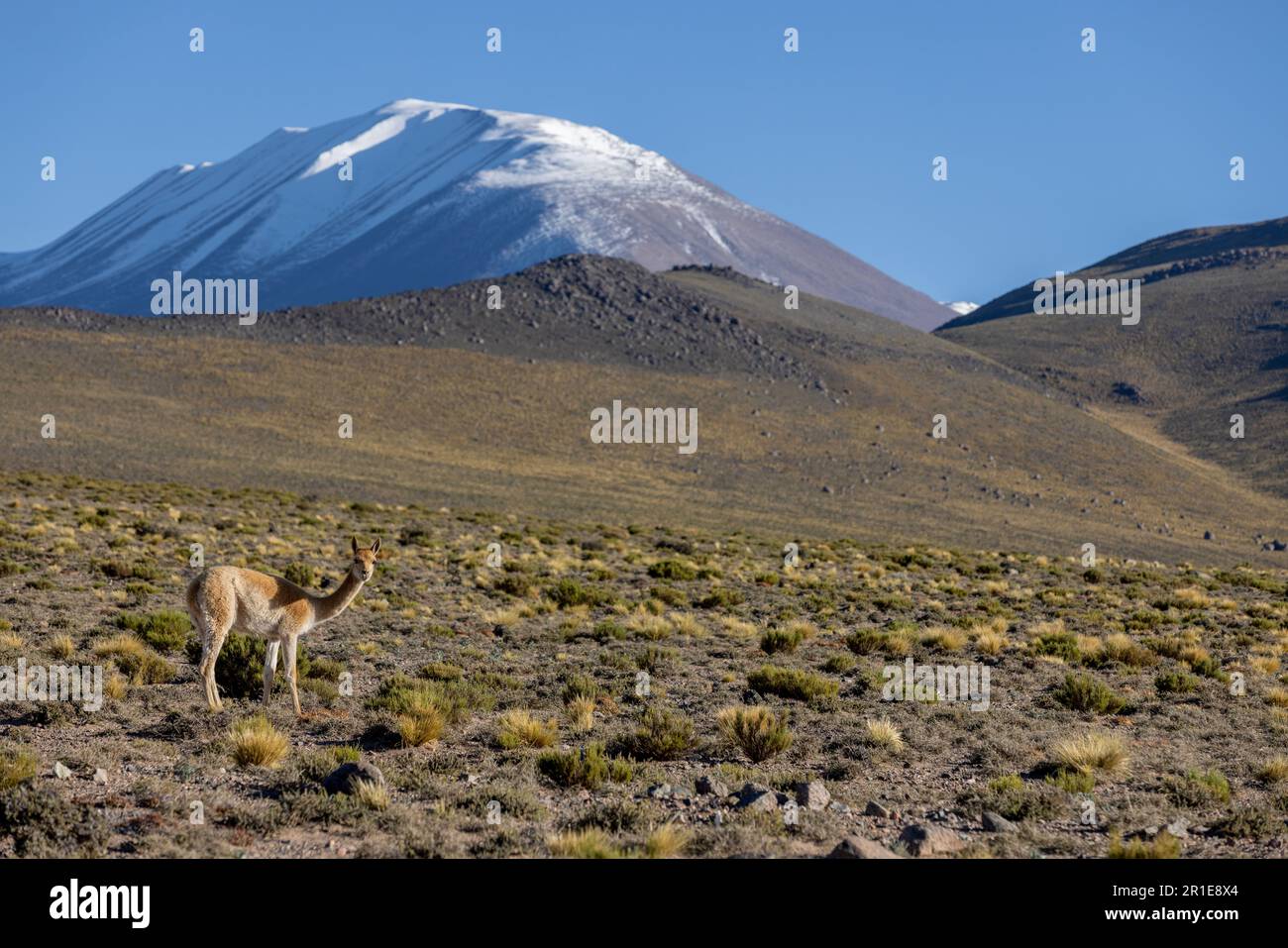 Vicuna in the remote Argentinian highlands - Traveling and exploring ...