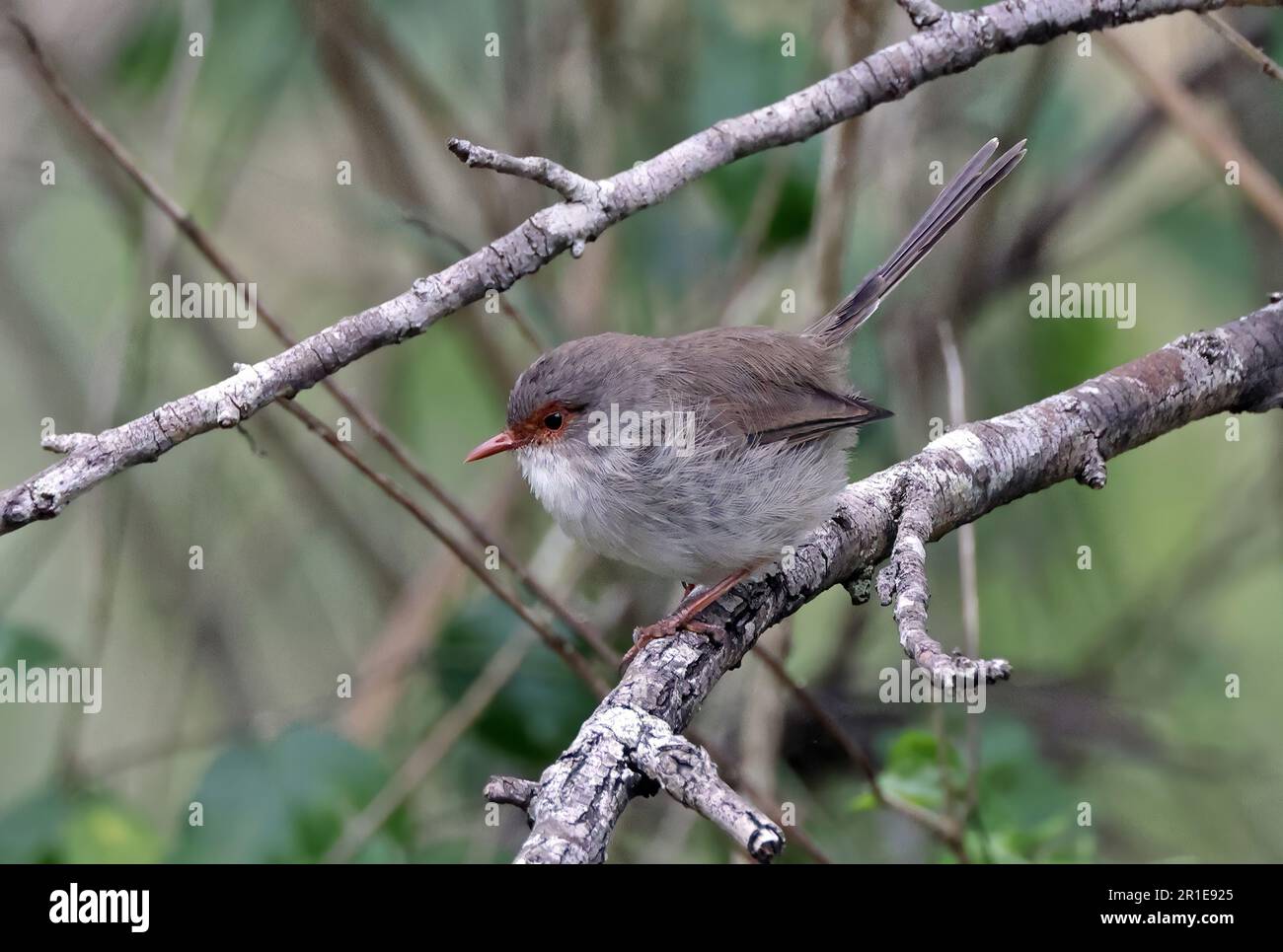 Superb Fairy-wren (Malurus cyaneus cyanochlamys) female perched on dead ...