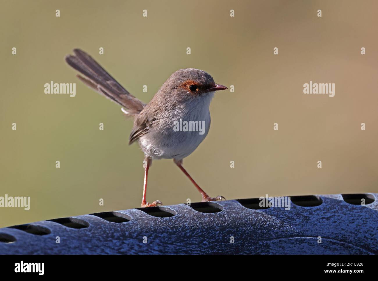Superb Fairy-wren (Malurus cyaneus cyanochlamys) female perched on ...