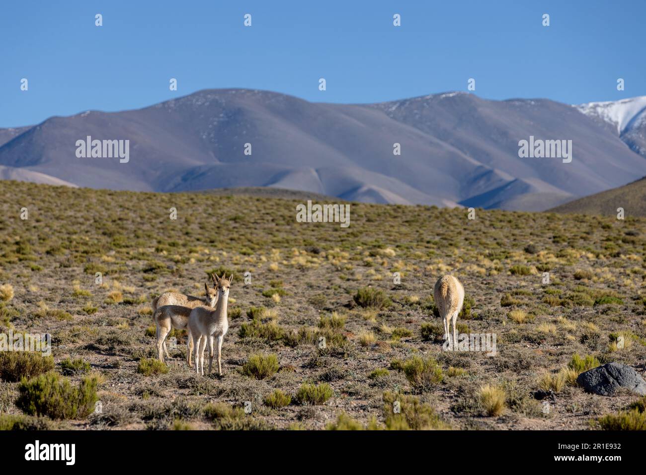 Vicunas in the remote Argentinian highlands - Traveling and exploring ...