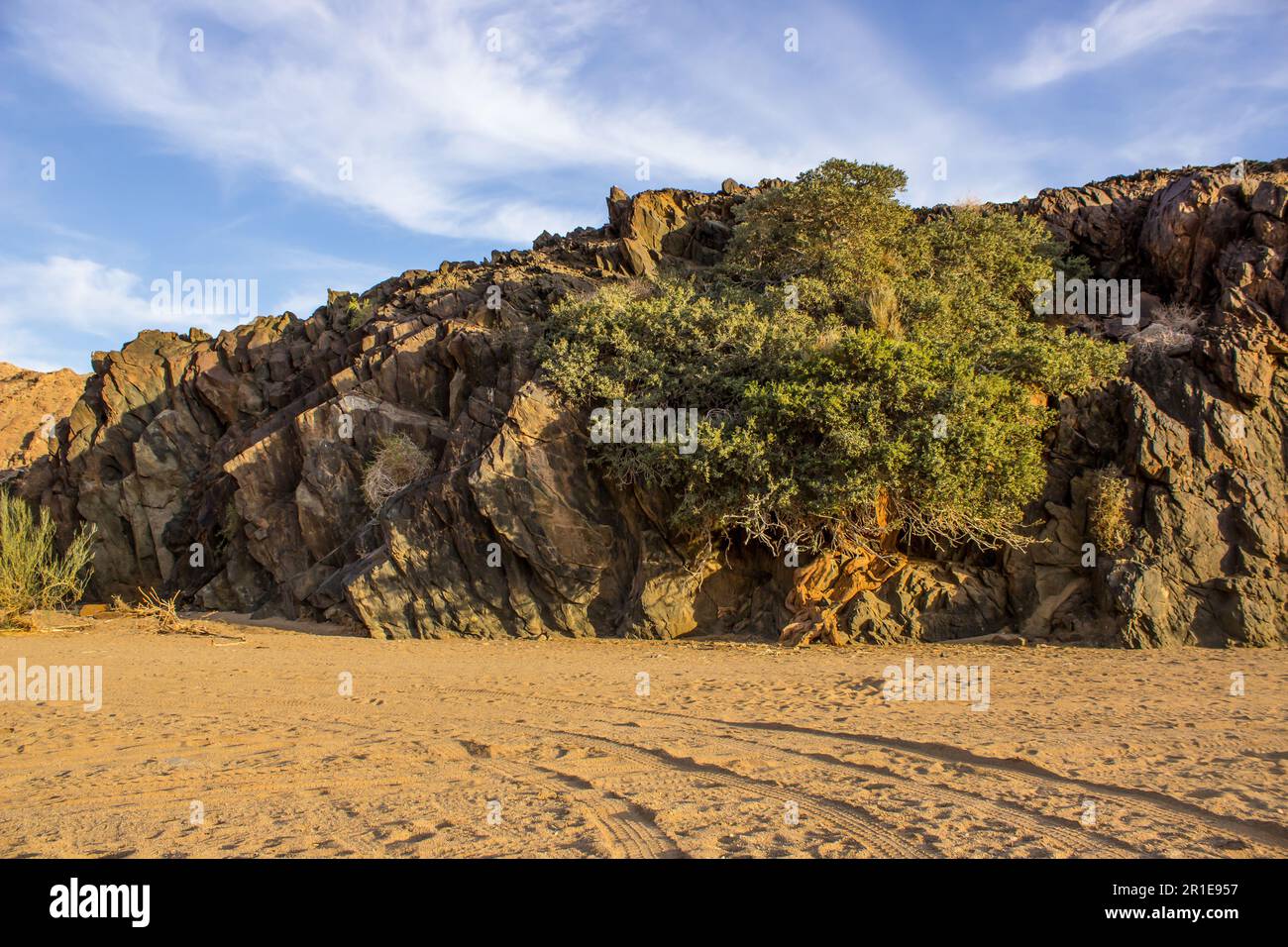 A tree growing up a cliff in the Richtersveld National Park, South ...