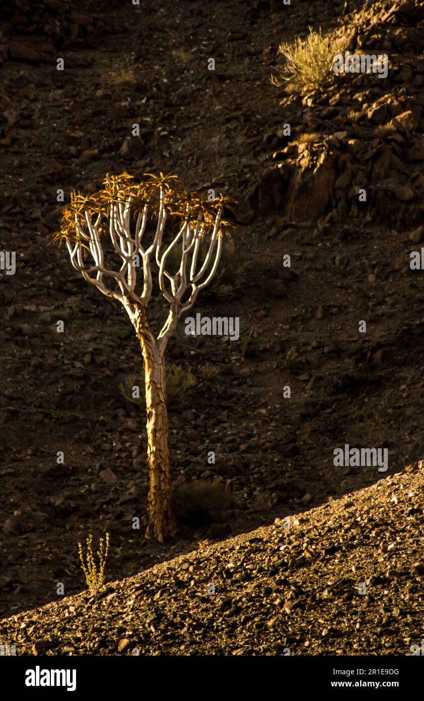 Beautiful quiver tree hi-res stock photography and images - Alamy