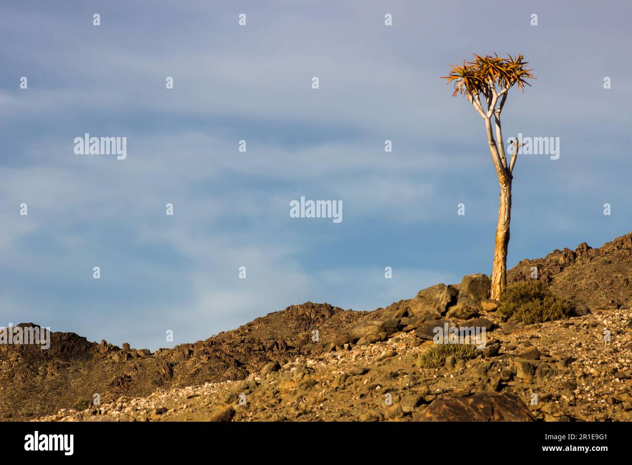A single solitary Quiver Tree, Aloidendron Dichotomum, in the ...
