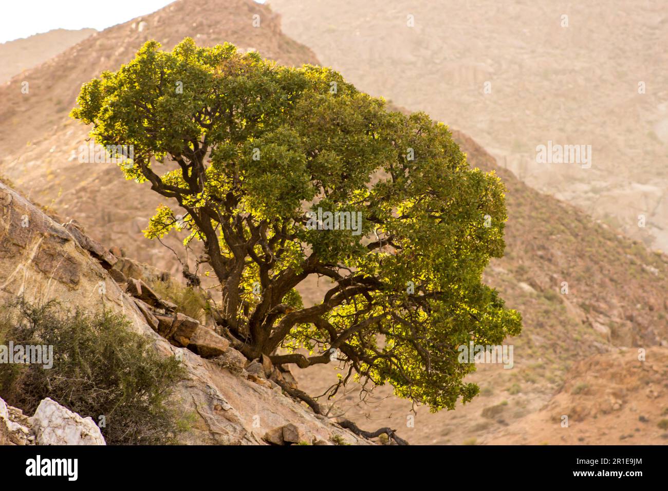 Ebony guarri hi-res stock photography and images - Alamy