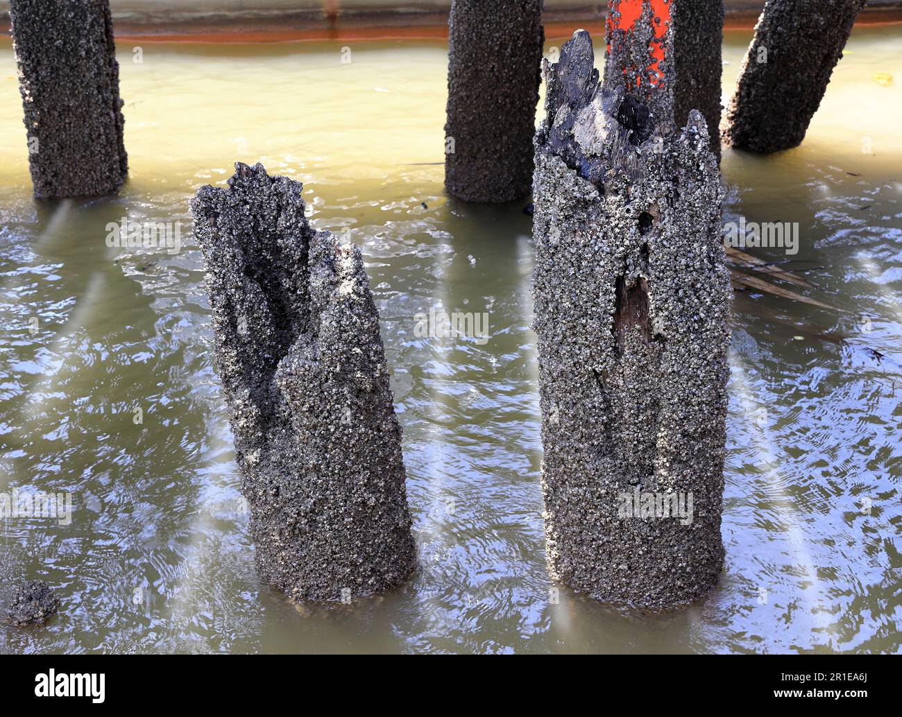 Rock Barnacle attached on decayed timber of old pier running next to ...