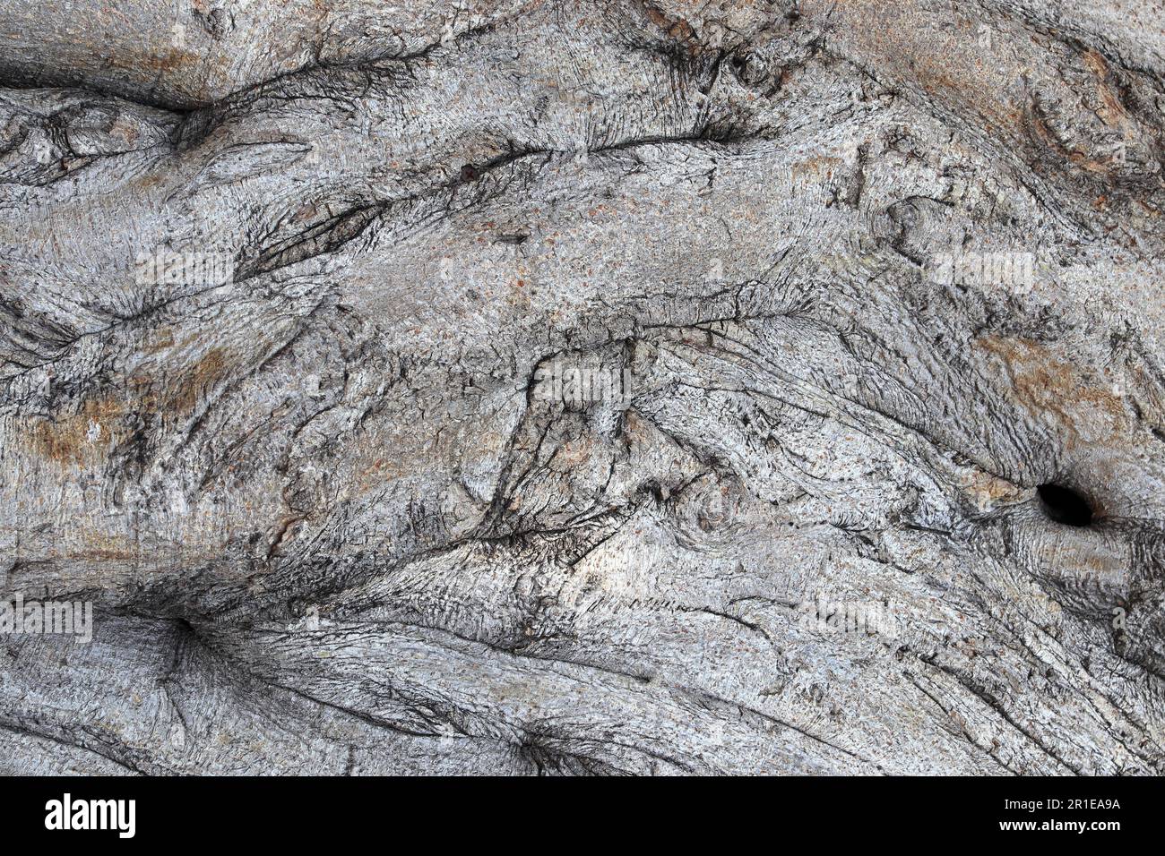 detail of bark, black stripes on tree bark, wooden bark texture Stock ...