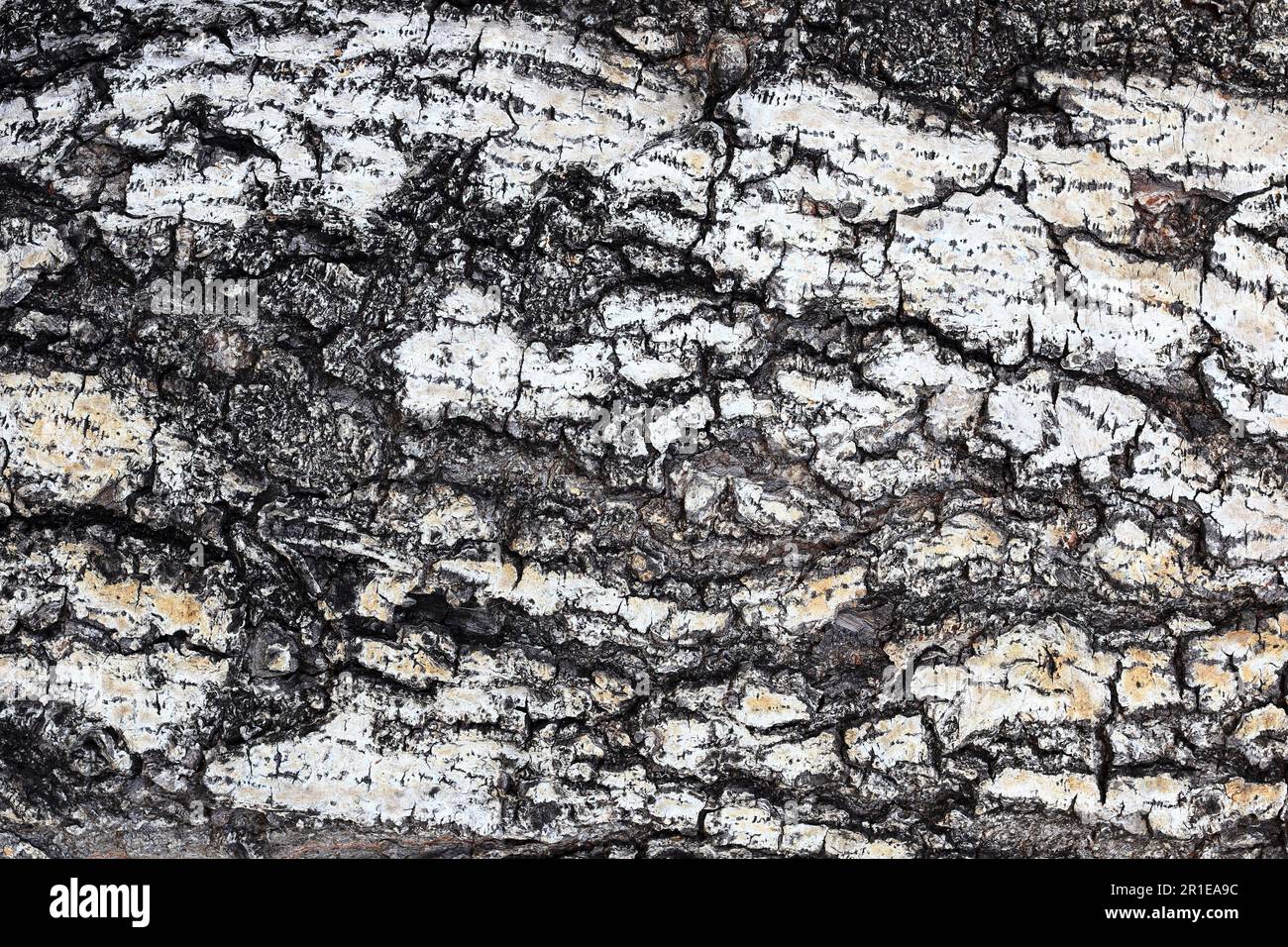 detail of bark, black stripes on tree bark, wooden bark texture Stock ...