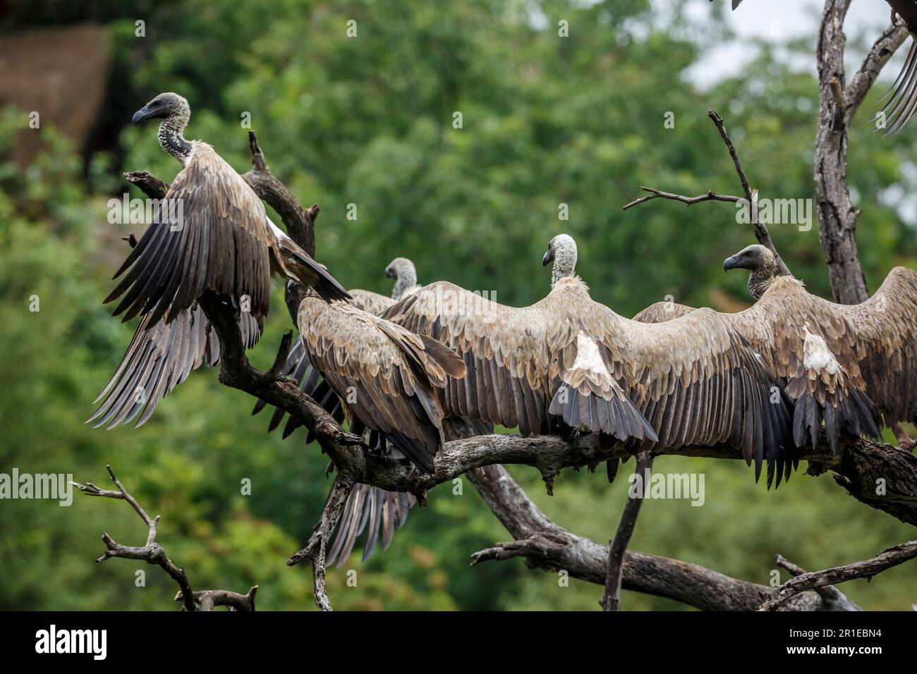 Group of White backed Vulture spreading wings to dry feather in Kruger ...
