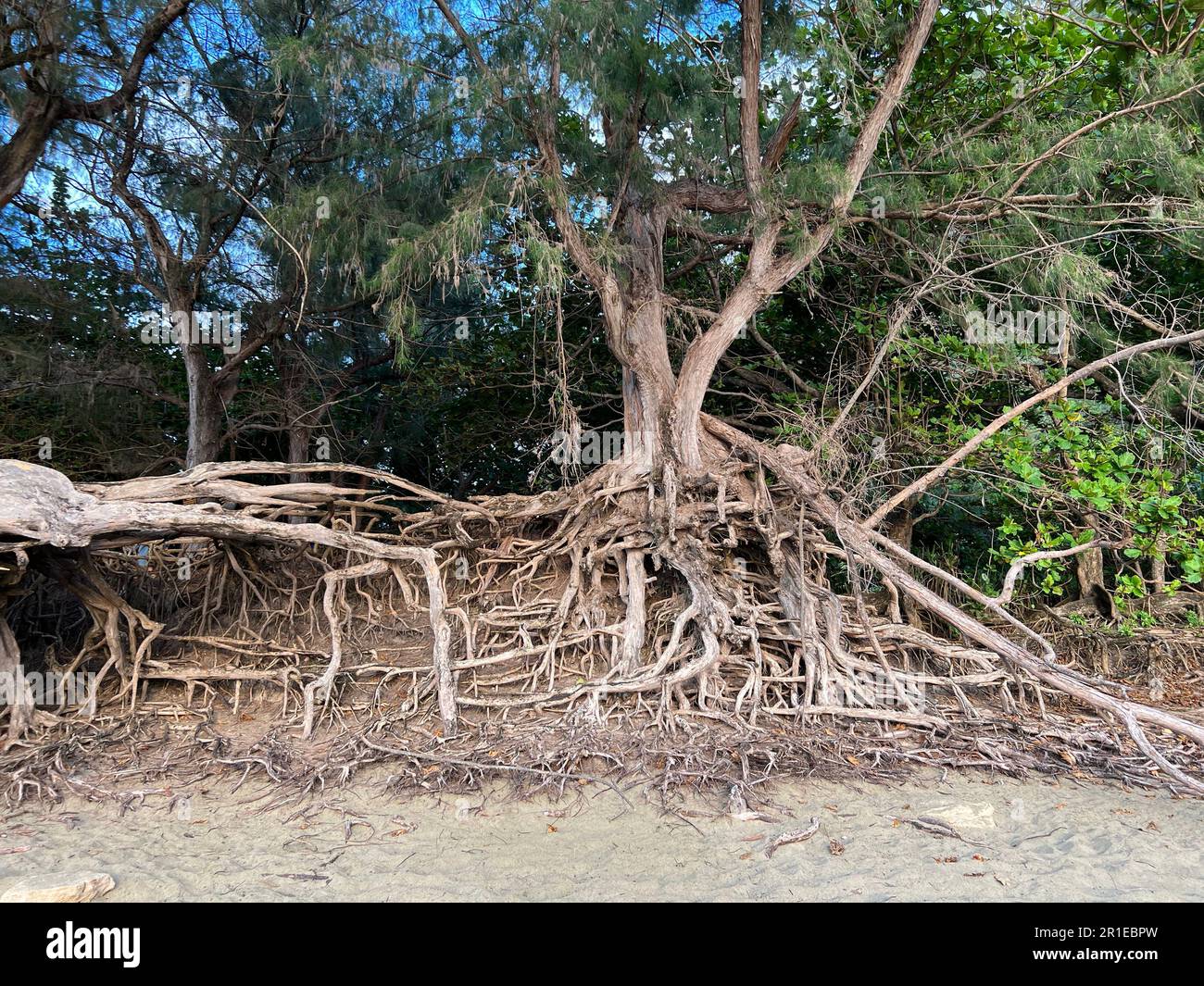Exposed tree root system hi-res stock photography and images - Alamy
