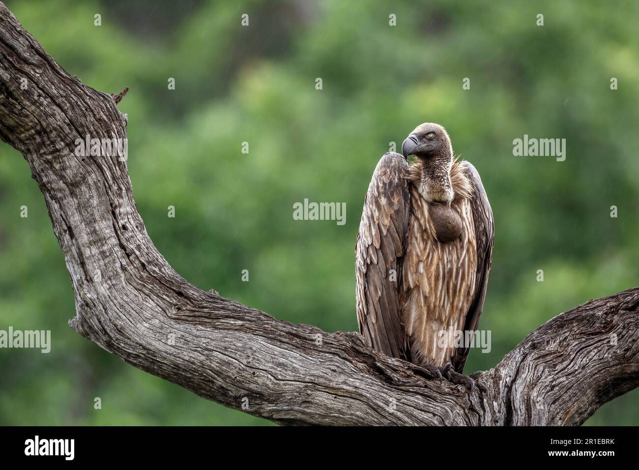 White backed Vulture standing on a log under the rain in Kruger ...