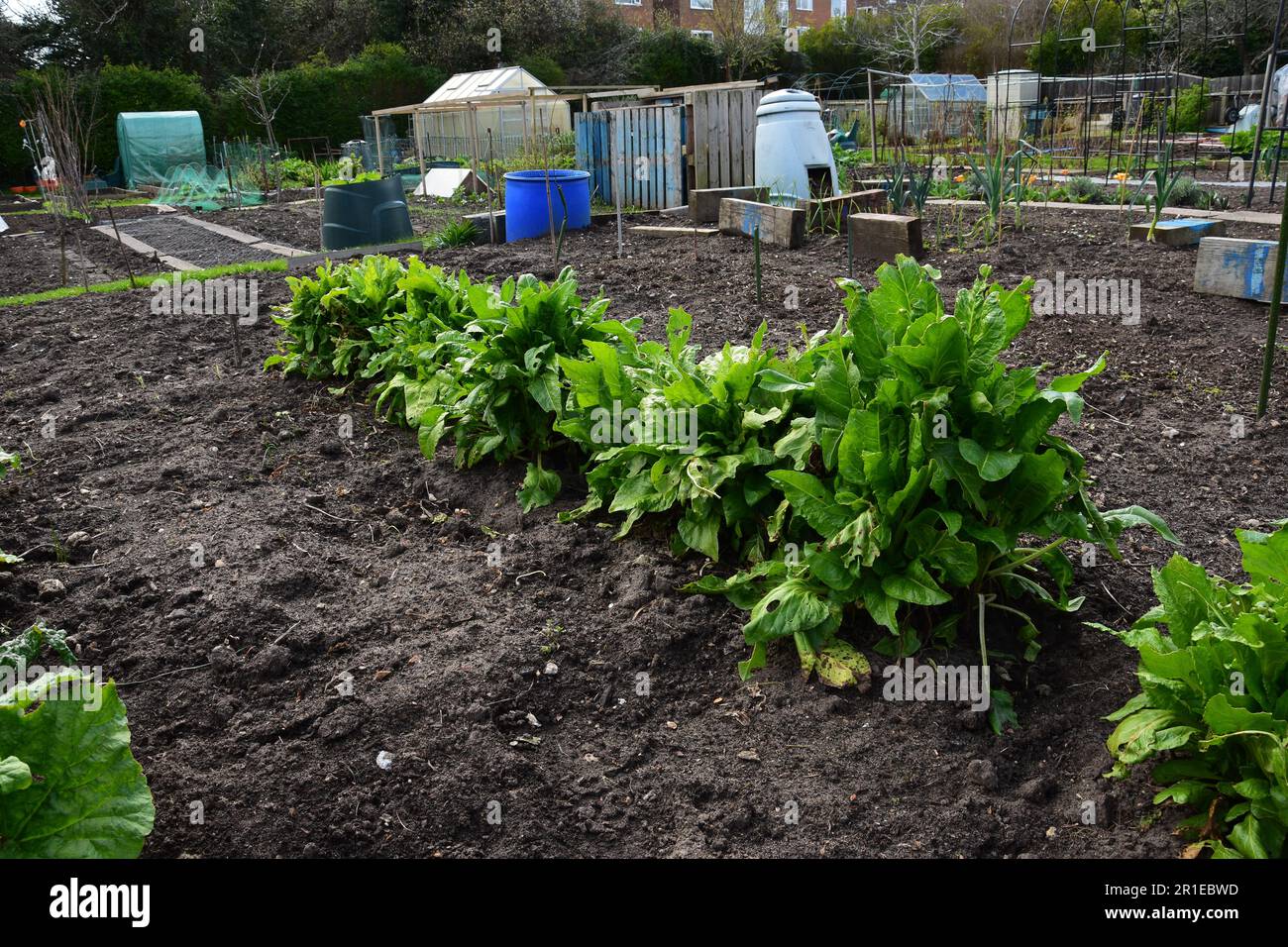 Growing vegetables on the Allotment Stock Photo - Alamy