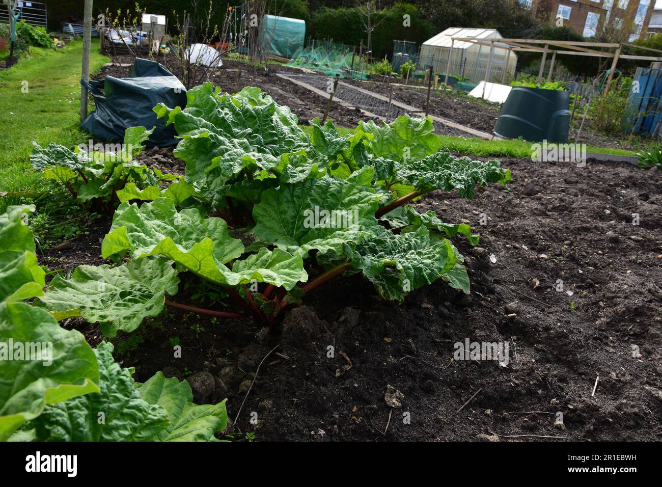 Growing vegetables on the Allotment Stock Photo - Alamy