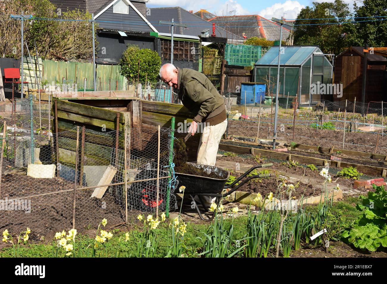 Growing vegetables on the Allotment Stock Photo - Alamy