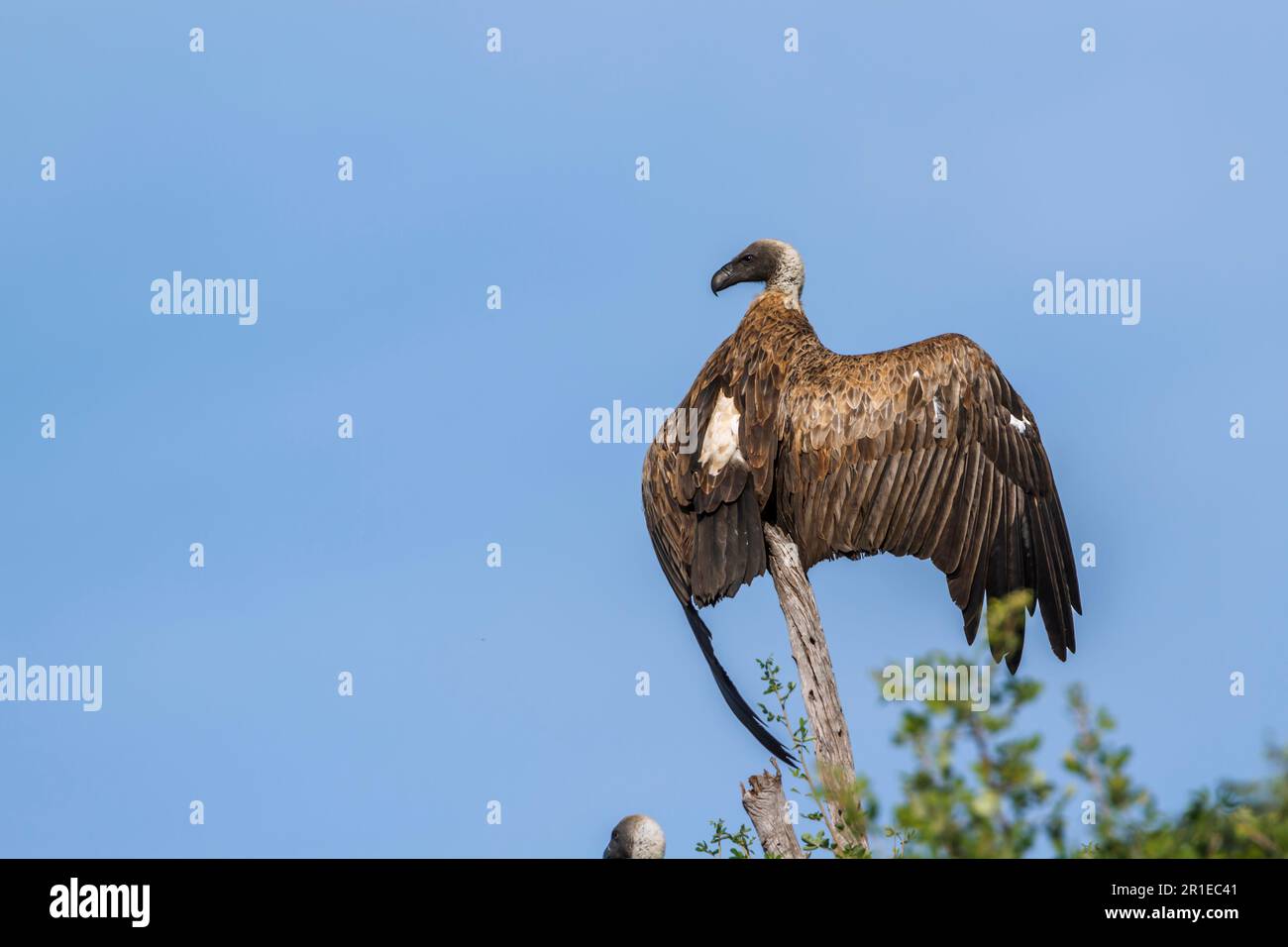 White backed Vulture spread wings isolated in blue sky in Kruger ...