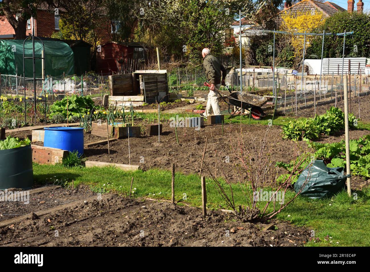 Growing vegetables on the Allotment Stock Photo - Alamy