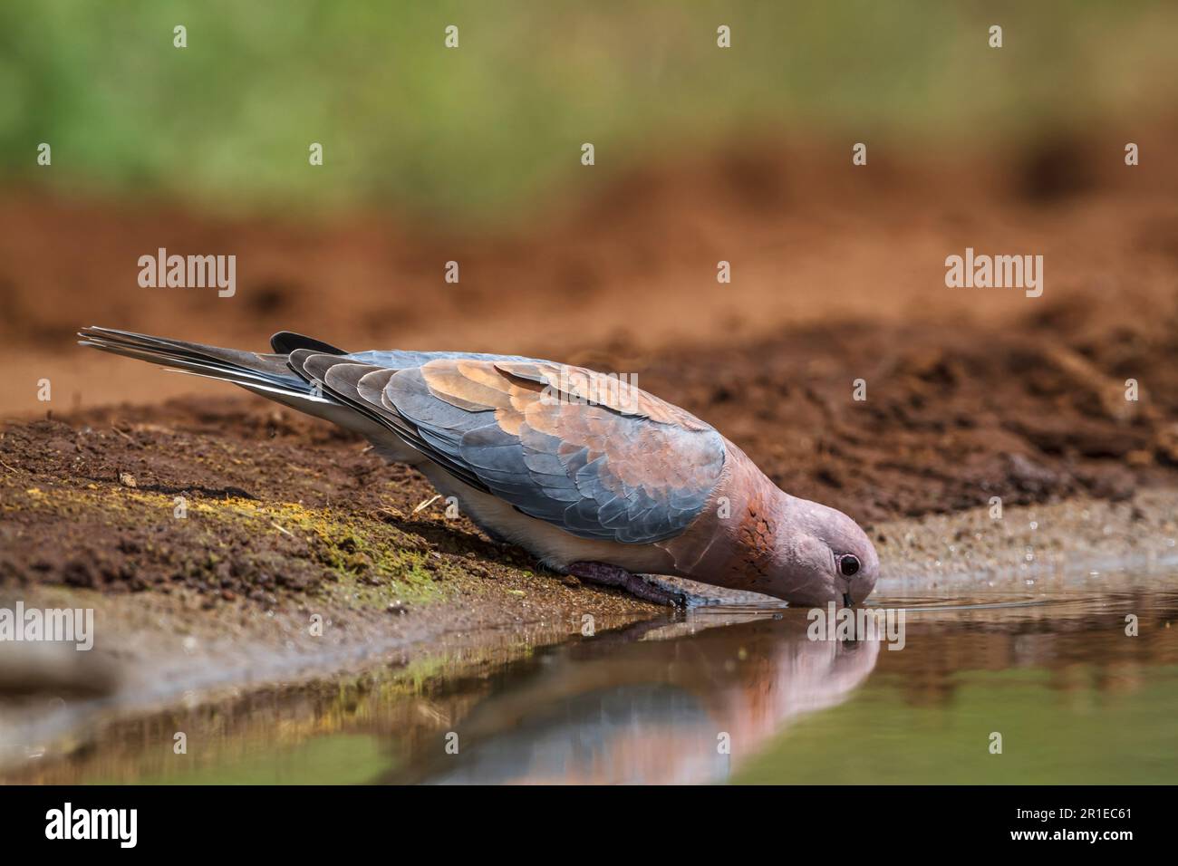 Laughing Dove drinking at waterhole in Kruger National park, South ...