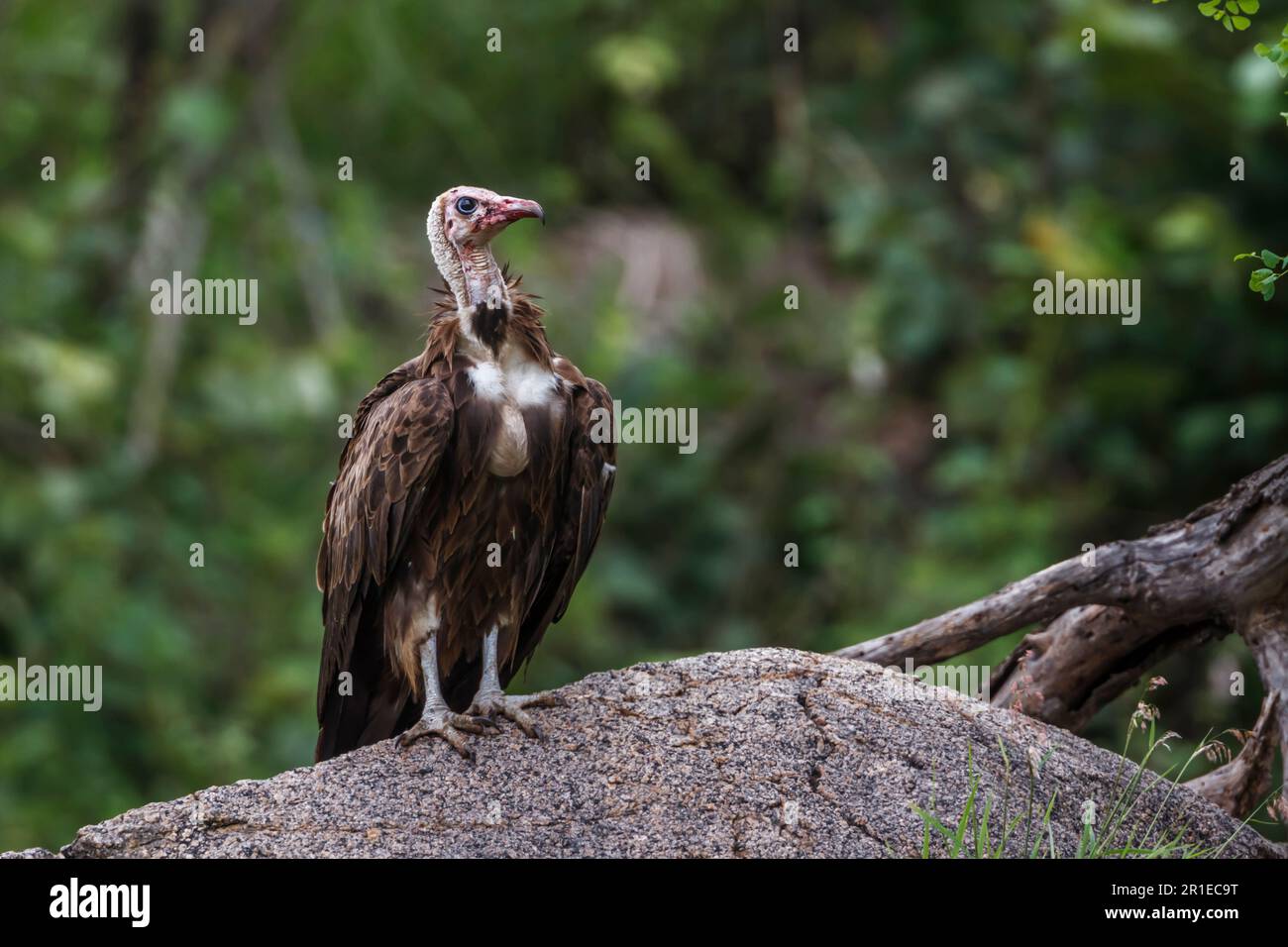 Hooded vulture front view standing on a rock in Kruger National park ...