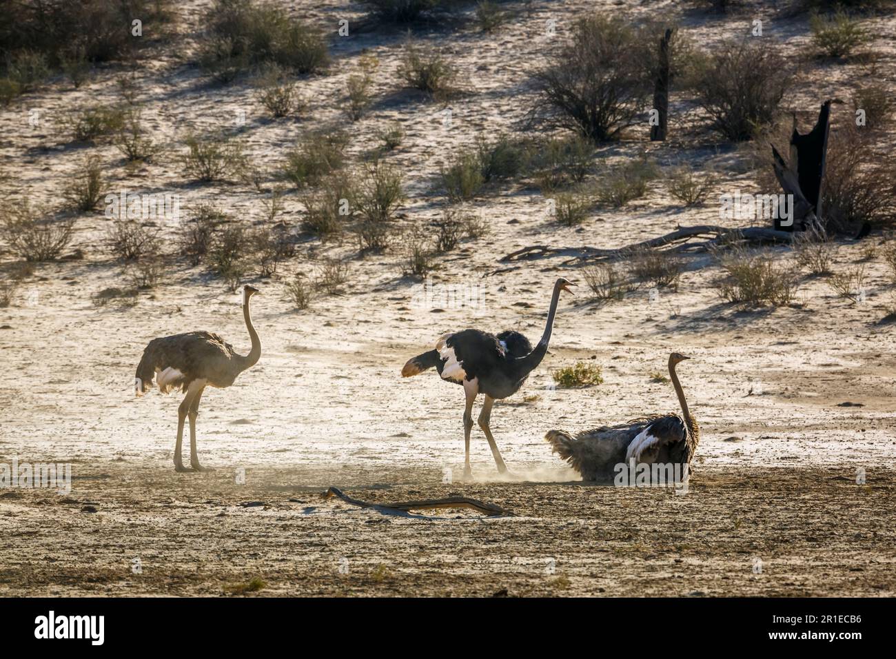 African Ostrich couple grooming in sand and juvenile in Kgalagadi ...