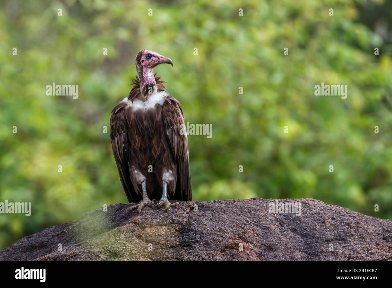 Hooded vulture front view standing on a rock in Kruger National park ...