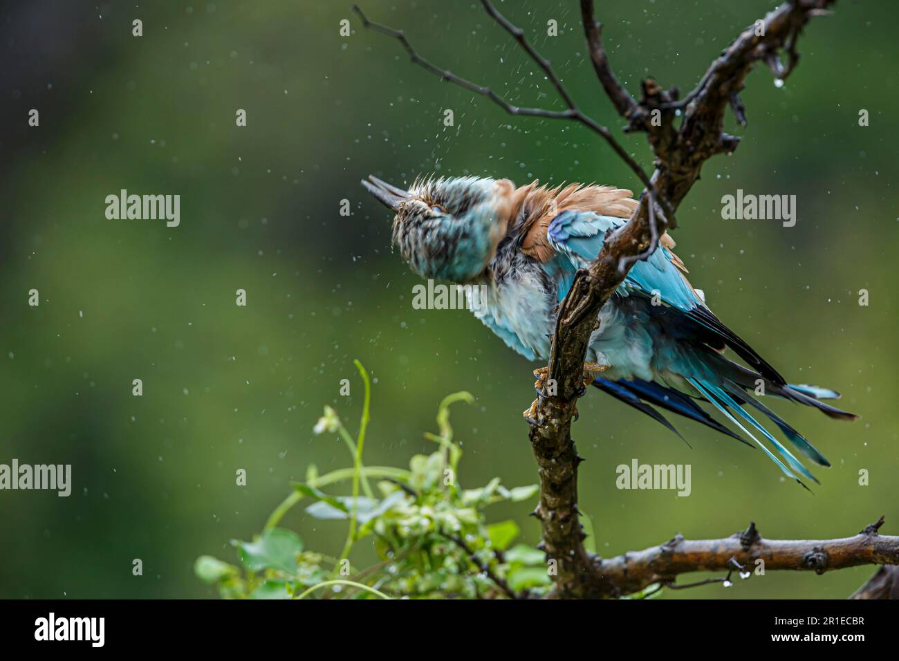 European Roller grooming under the rain isolated in natural background ...