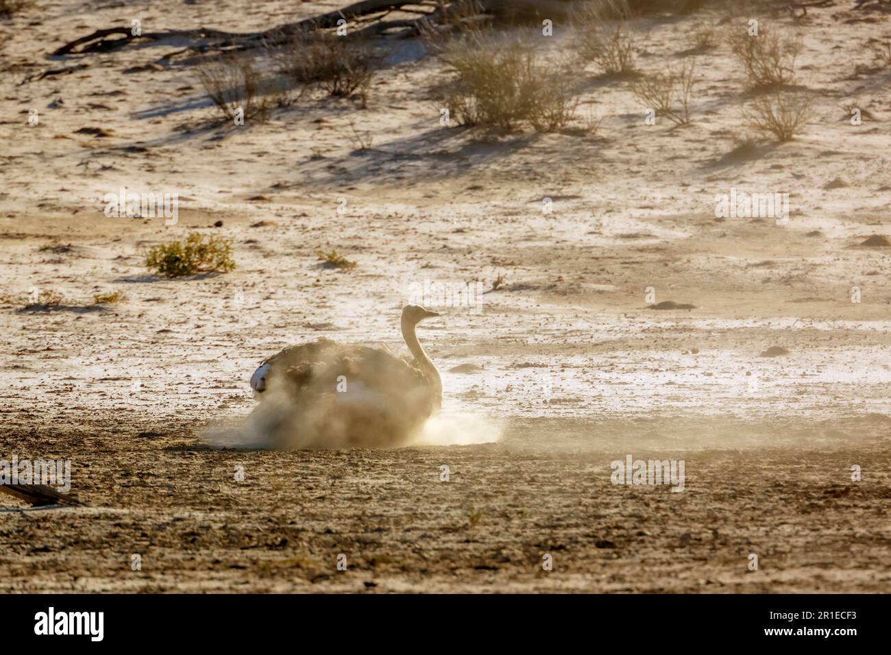 African Ostrich grooming an shaking sand n Kgalagadi transfrontier park ...