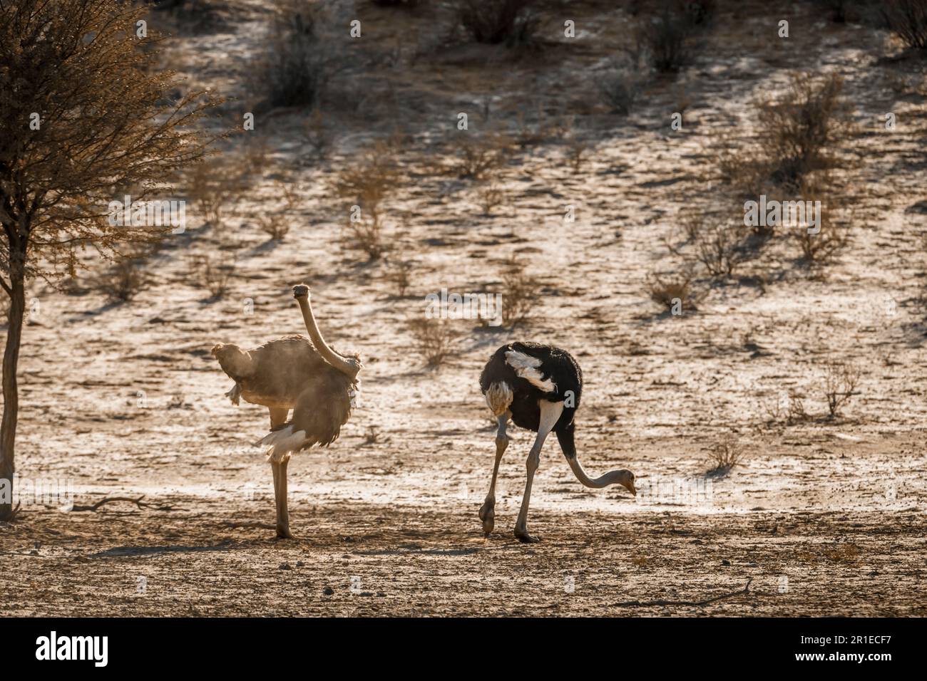 African Ostrich couple in dry land habitat in Kgalagadi transfrontier ...
