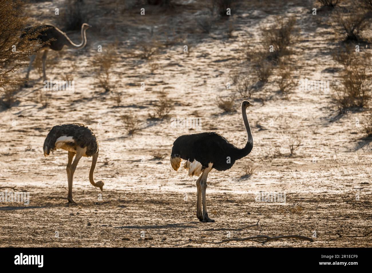 African Ostrich couple in dry land habitat in Kgalagadi transfrontier ...