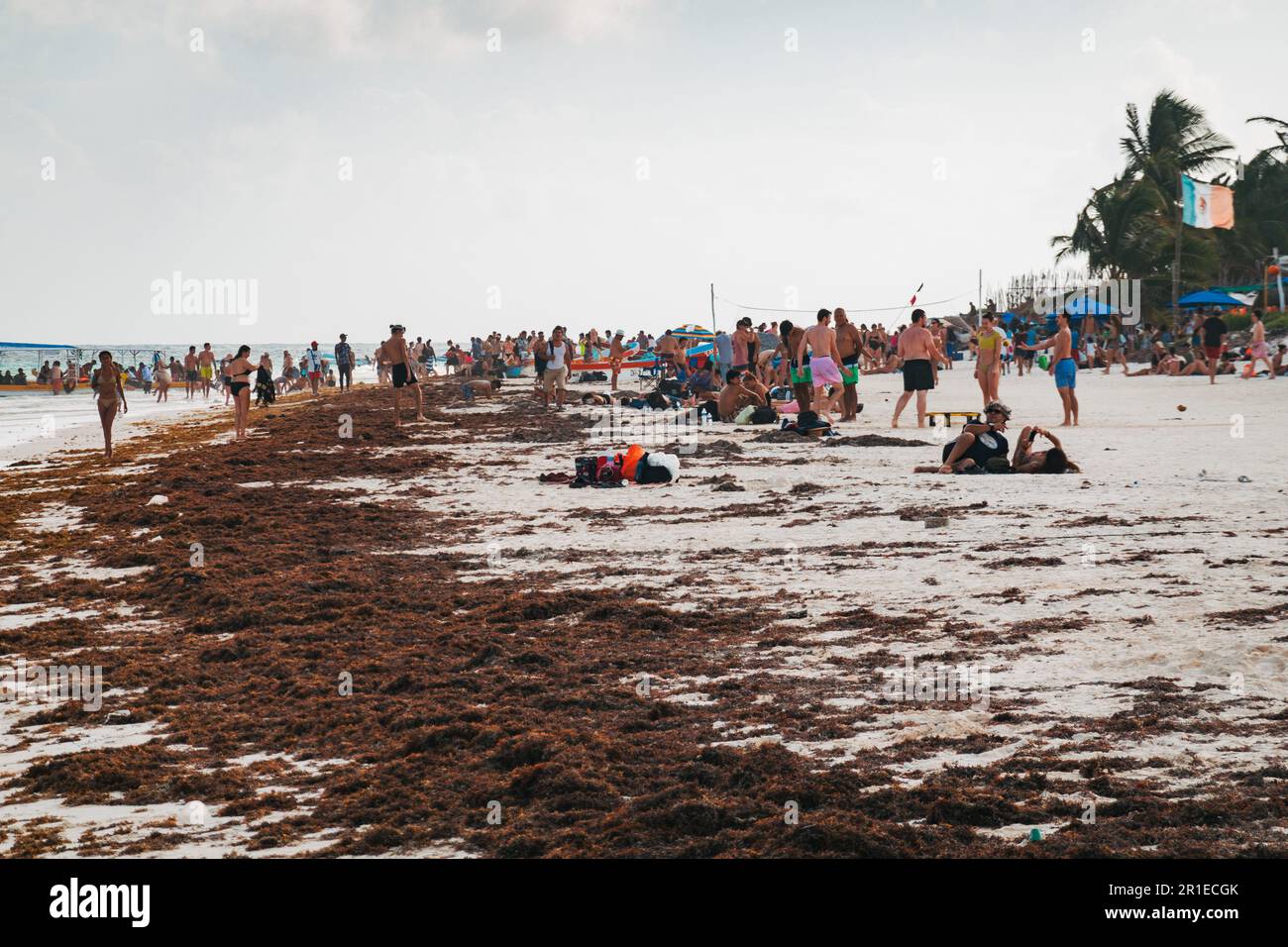 tourists and seaweed cover the beach in Tulum, Mexico. Sargassum algae ...