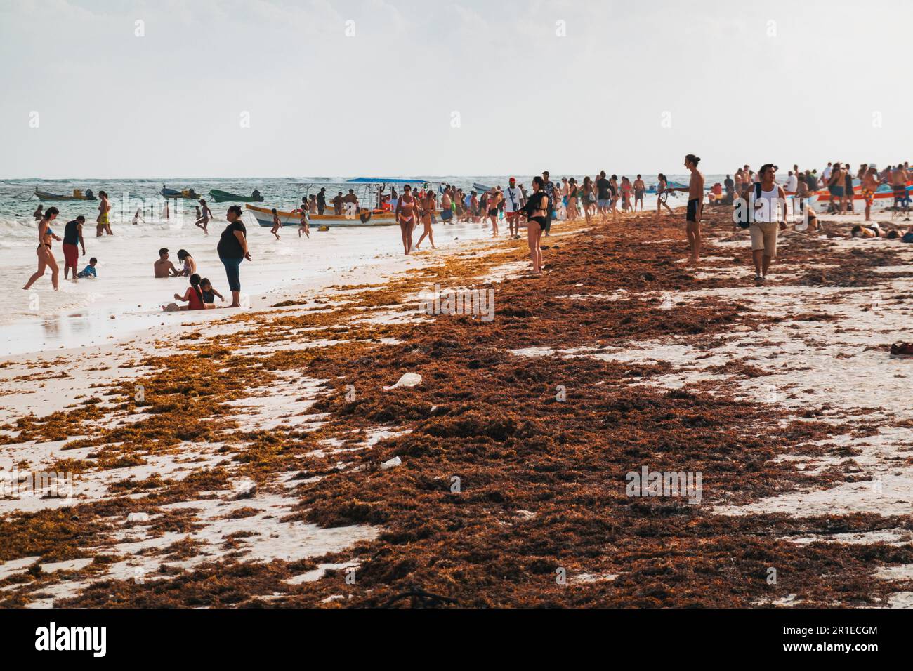 tourists and seaweed cover the beach in Tulum, Mexico. Sargassum algae ...