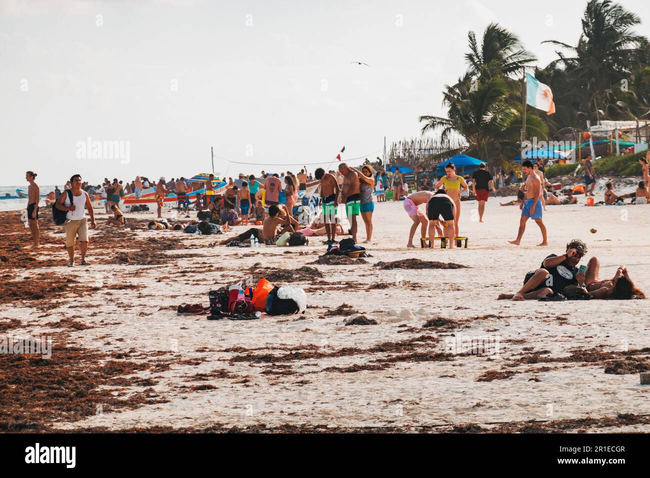 tourists and seaweed cover the beach in Tulum, Mexico. Sargassum algae ...