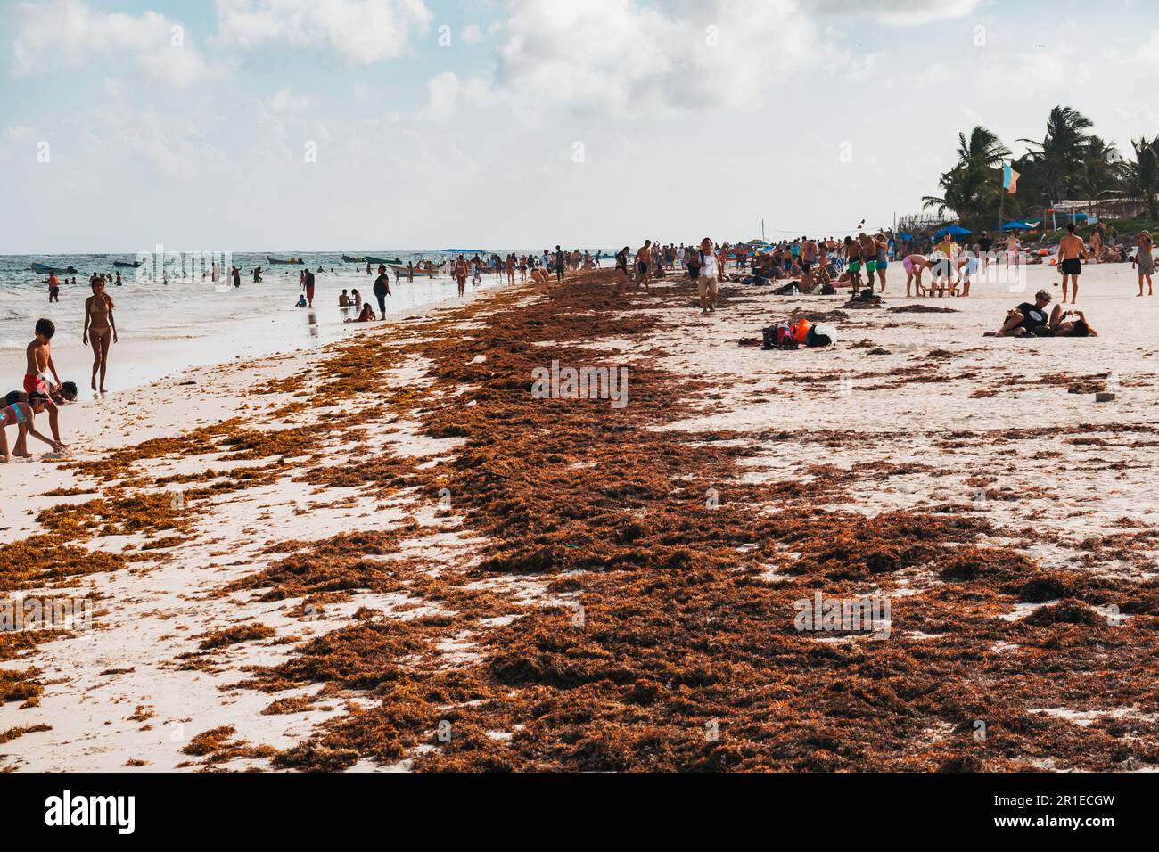 tourists and seaweed cover the beach in Tulum, Mexico. Sargassum algae ...