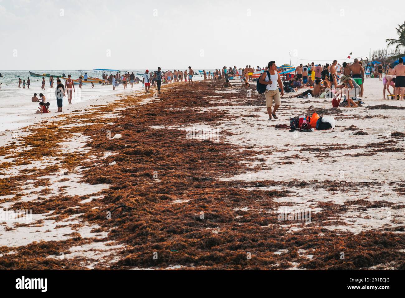 tourists and seaweed cover the beach in Tulum, Mexico. Sargassum algae ...