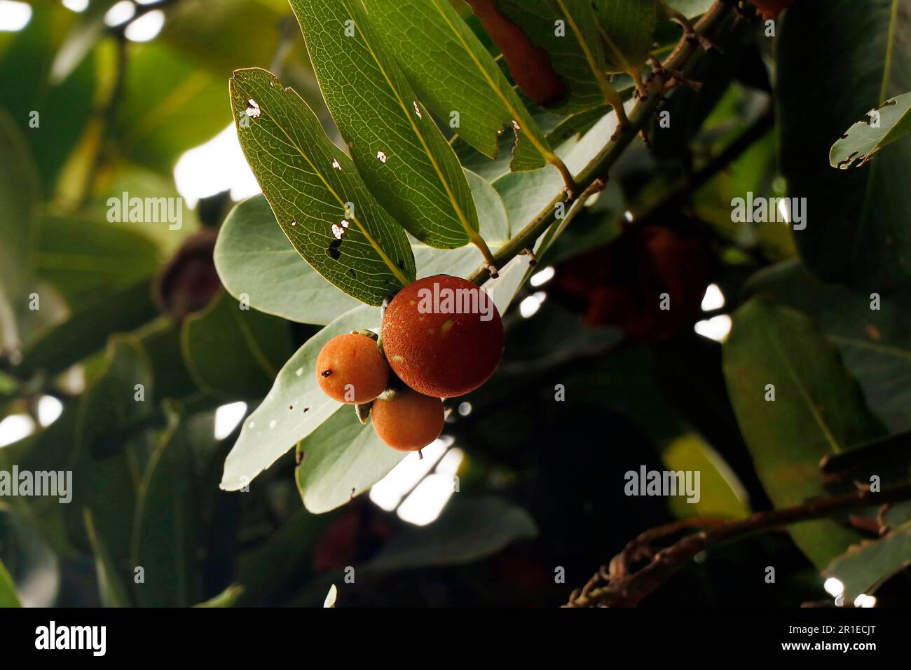 Gaab fruit hi-res stock photography and images - Alamy