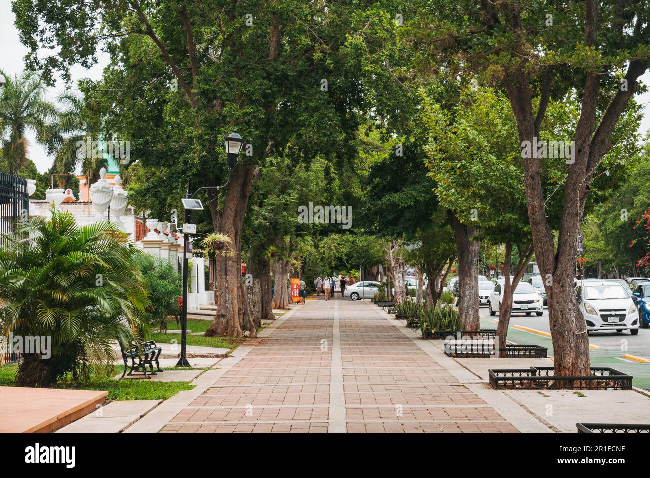 leafy, tree-lined pavement in the city of Merida, Mexico Stock Photo ...