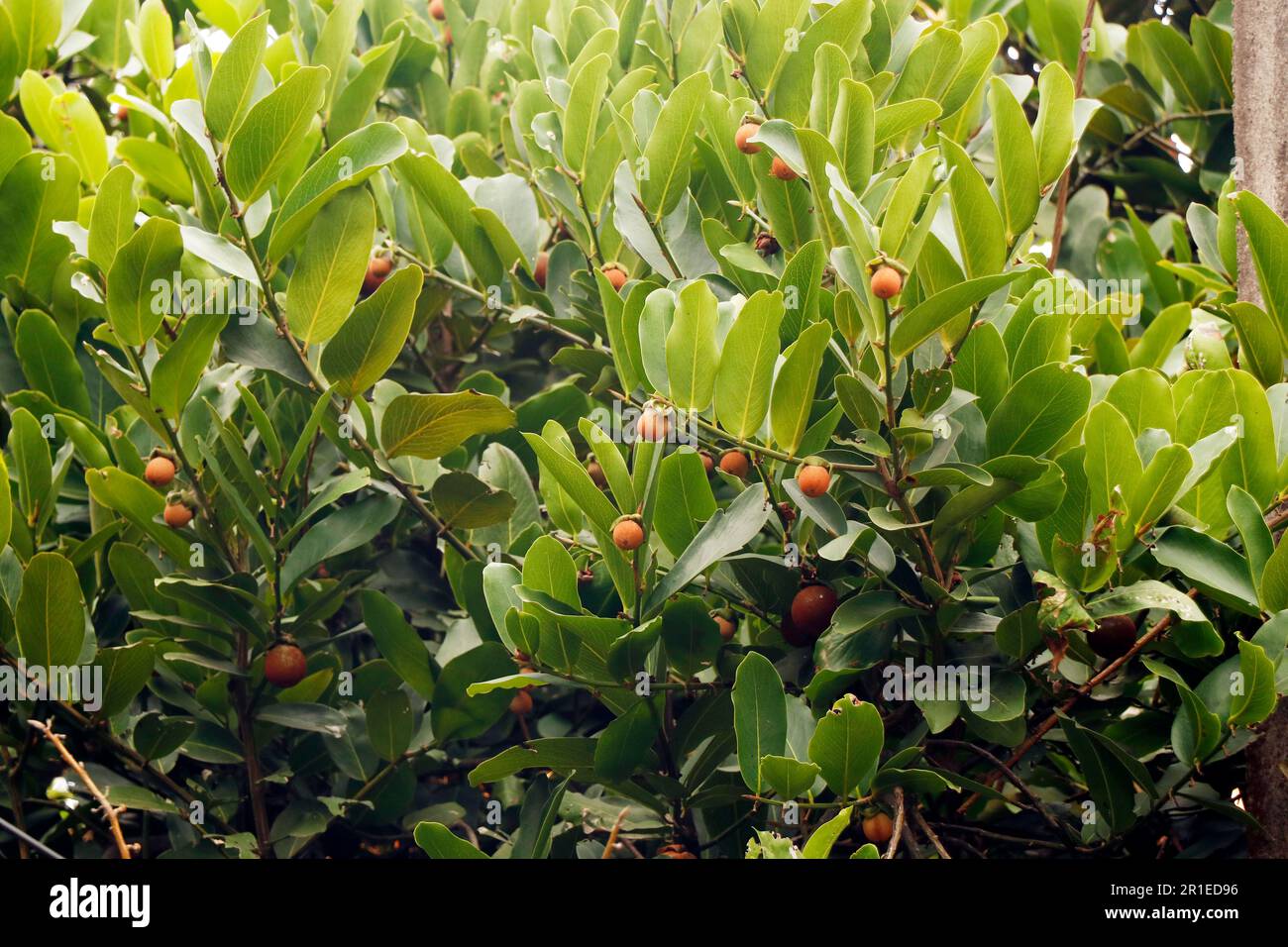 Gaab fruit hi-res stock photography and images - Alamy