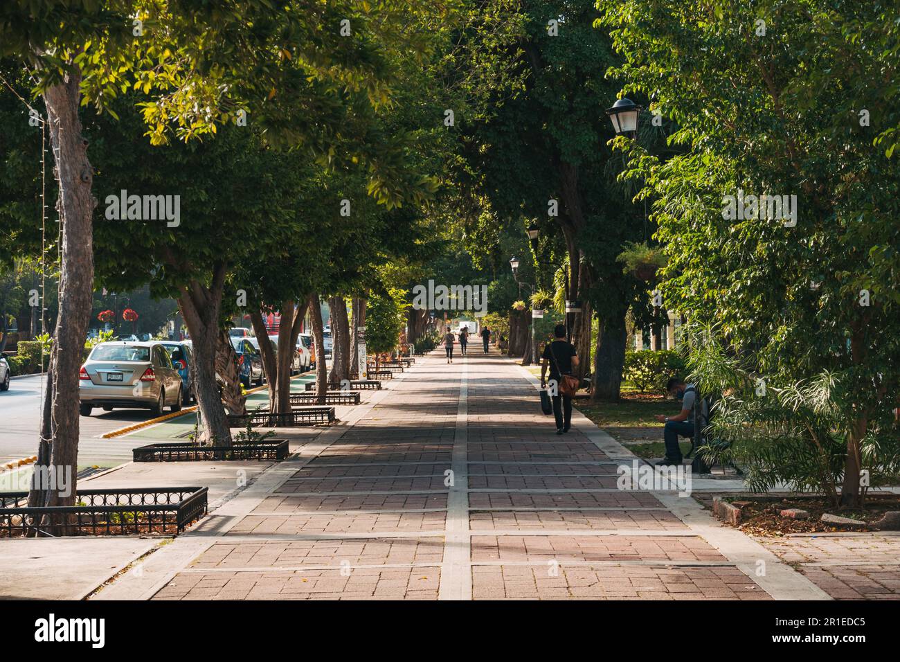 leafy, tree-lined pavement in the city of Merida, Mexico Stock Photo ...