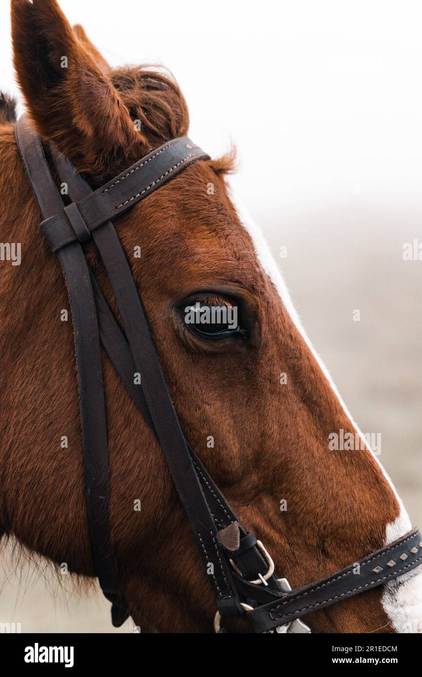 A close-up shot of a horse's head with mane in the rural area Stock ...