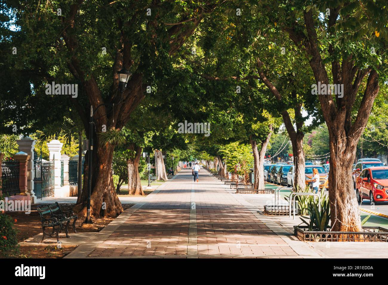 leafy, tree-lined pavement in the city of Merida, Mexico Stock Photo ...