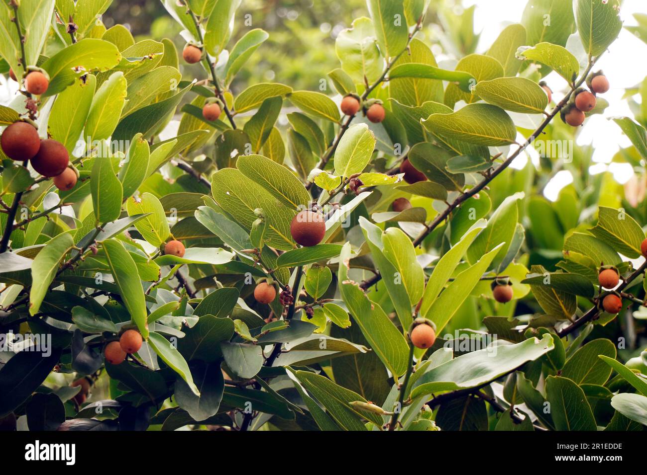 Gaab fruit hi-res stock photography and images - Alamy